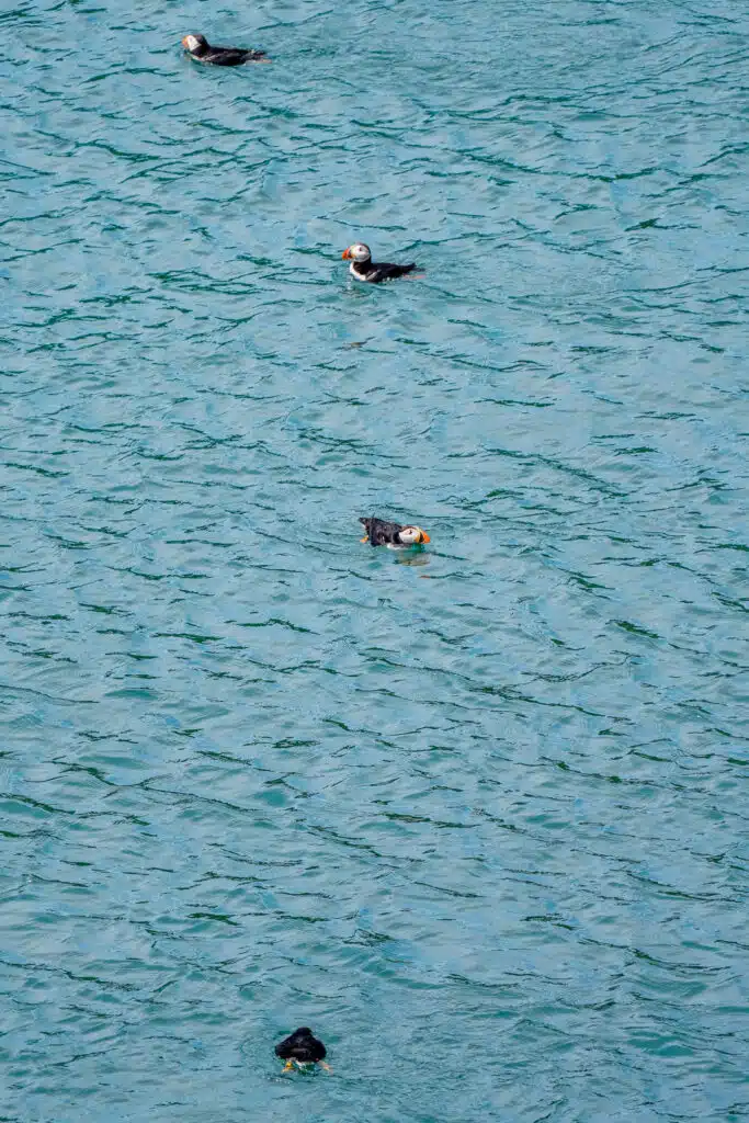 Where to See Puffins in Newfoundland: Best Spots to See These Cute ...