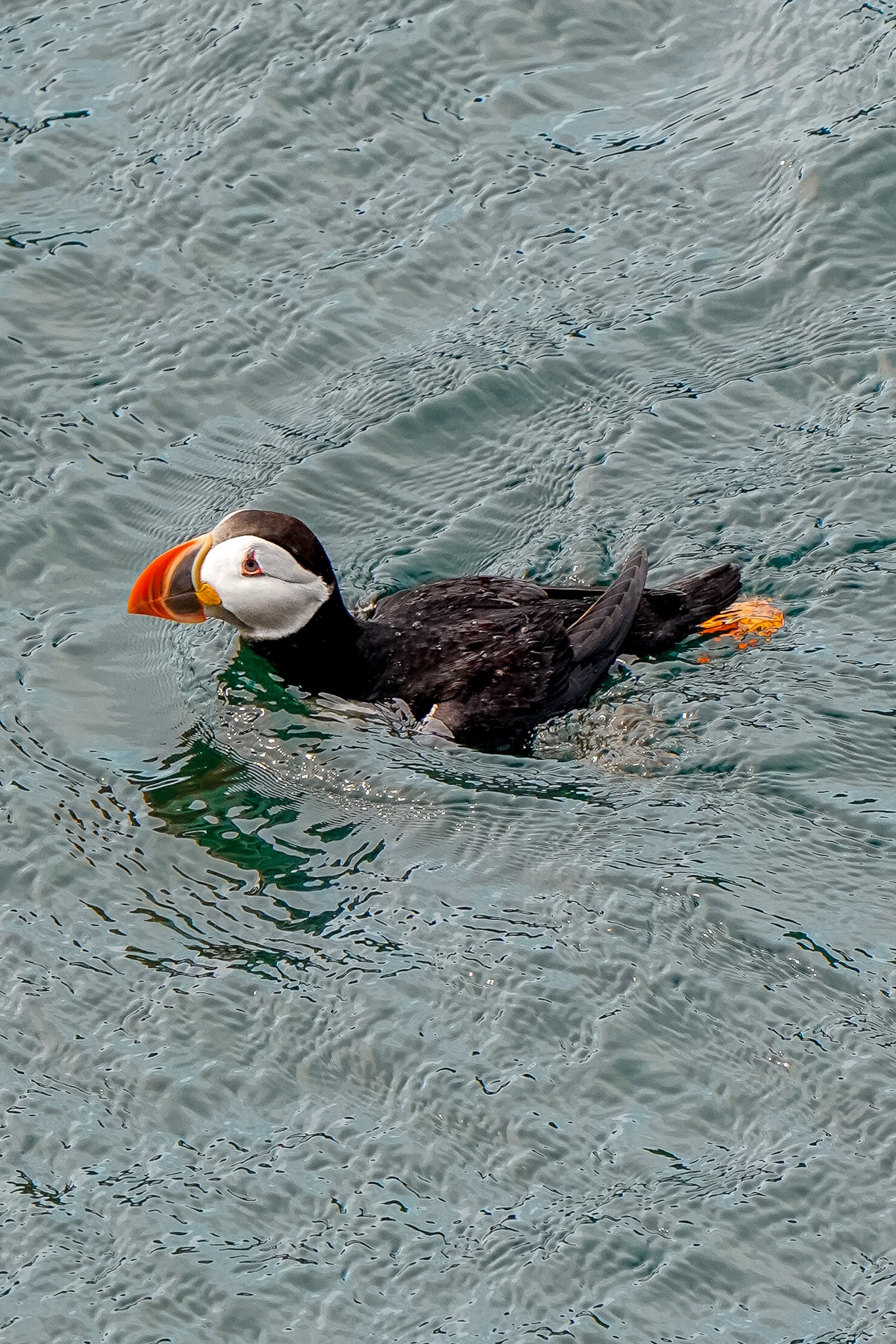 Where to See Puffins in Newfoundland: Best Spots to See These Cute ...