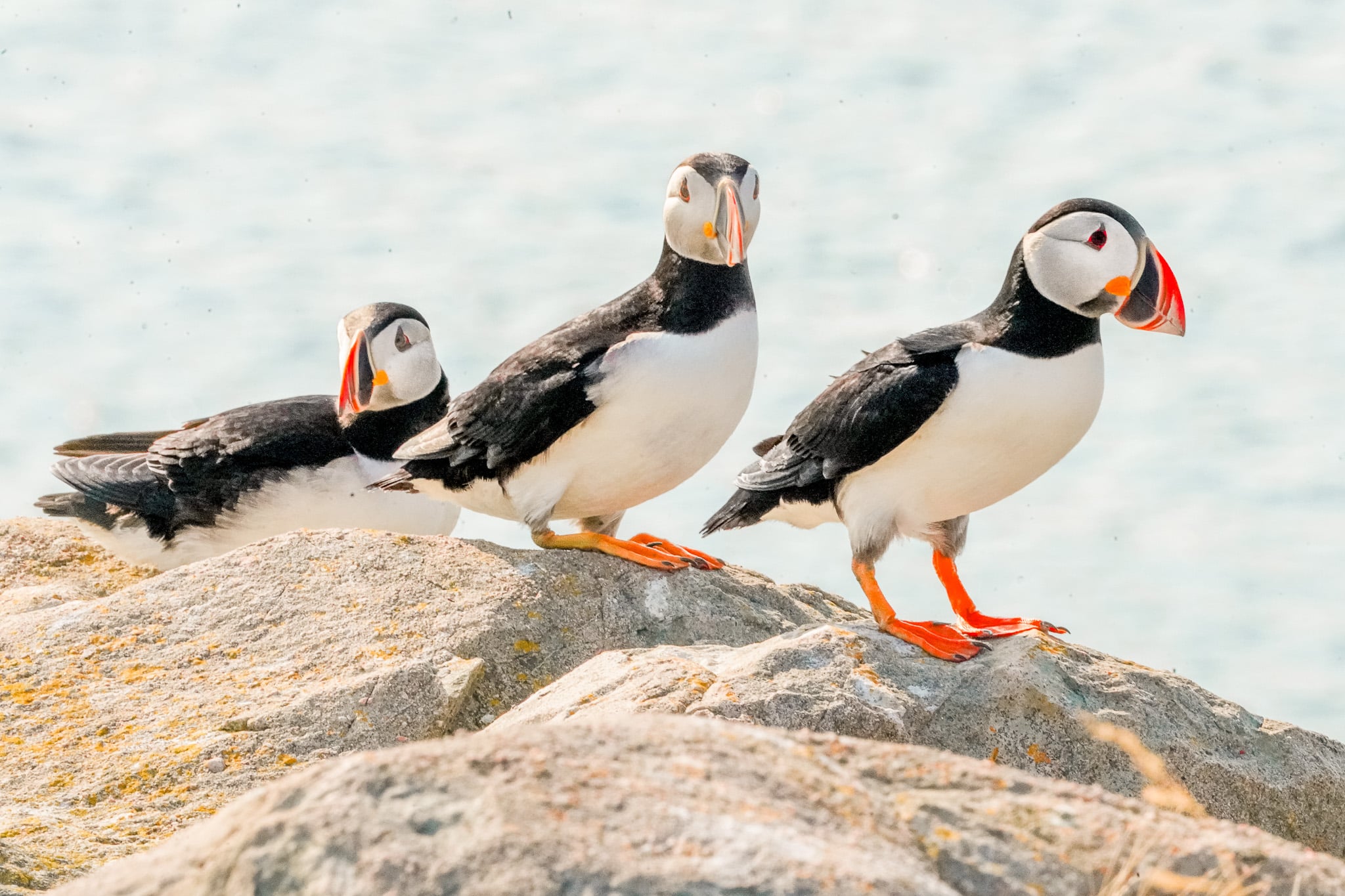 Where to See Puffins in Newfoundland: Best Spots to See These Cute ...