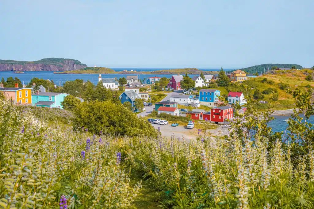 Where to See Puffins in Newfoundland: Best Spots to See These Cute ...