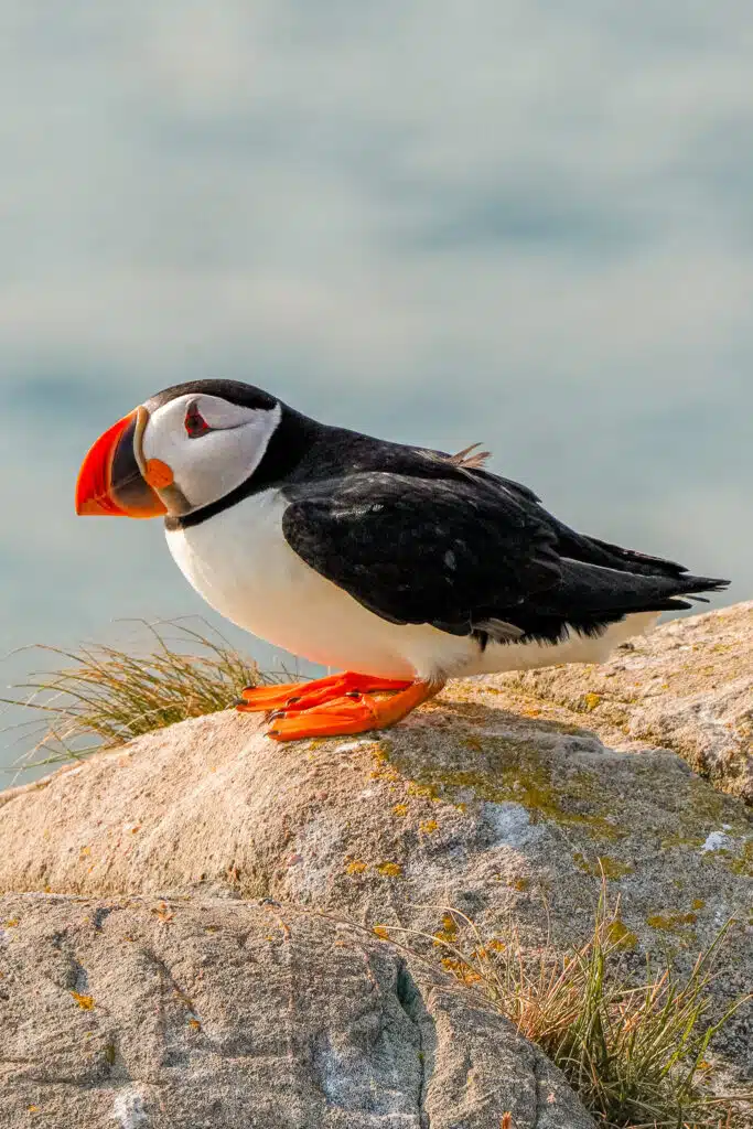 Where to See Puffins in Newfoundland: Best Spots to See These Cute ...