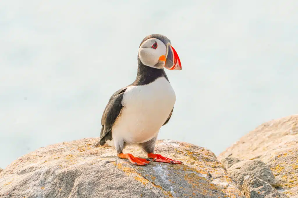 Where to See Puffins in Newfoundland: Best Spots to See These Cute ...
