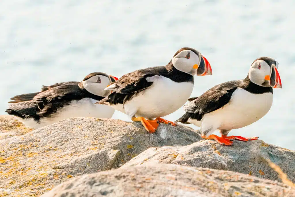 Where to See Puffins in Newfoundland: Best Spots to See These Cute Birds Up Close! - Her Jolie ...