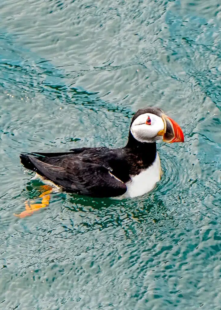 Where to See Puffins in Newfoundland: Best Spots to See These Cute ...