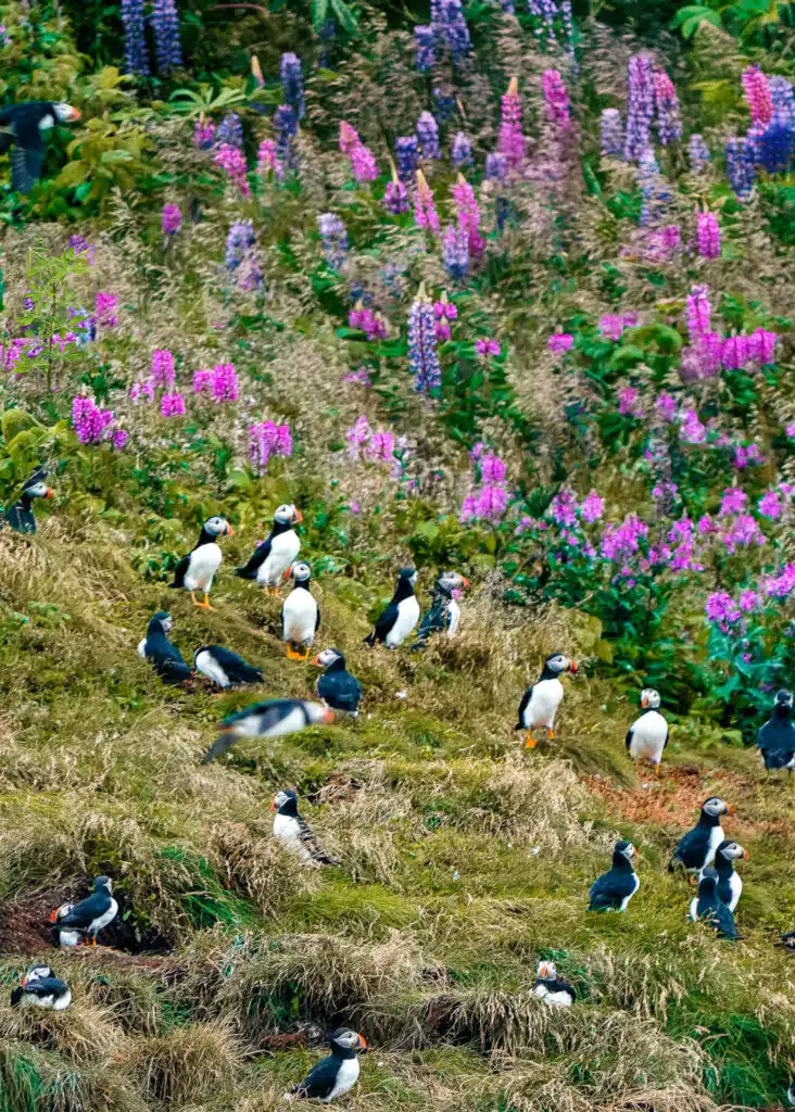 Where to See Puffins in Newfoundland: Best Spots to See These Cute ...