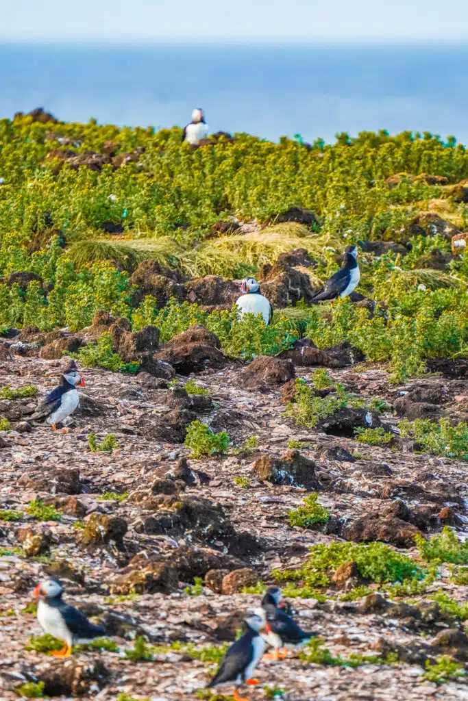 Where to See Puffins in Newfoundland: Best Spots to See These Cute ...